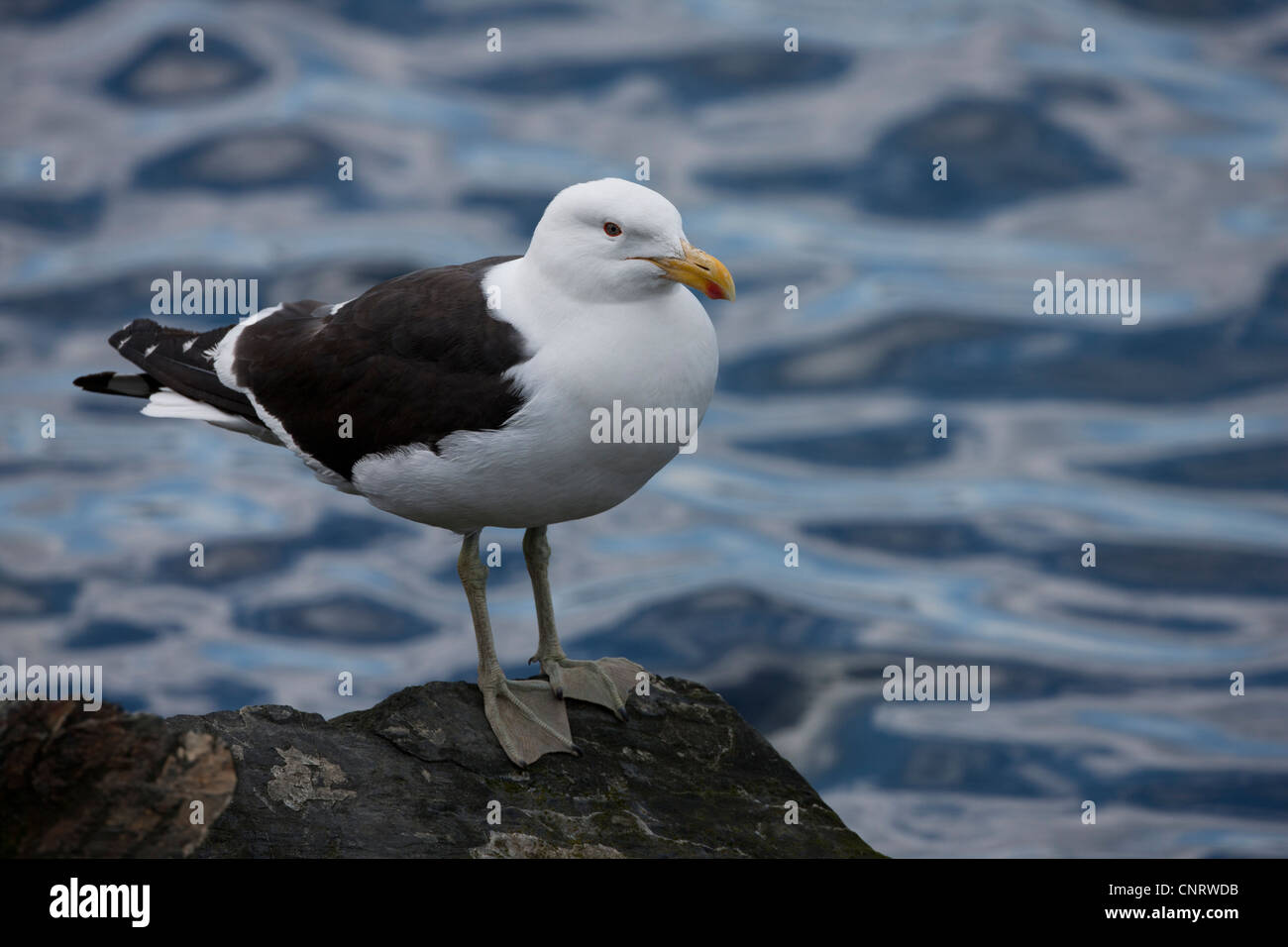 Kelp Gull (Larus dominicanus dominicanus) adult breeding plumage in ...