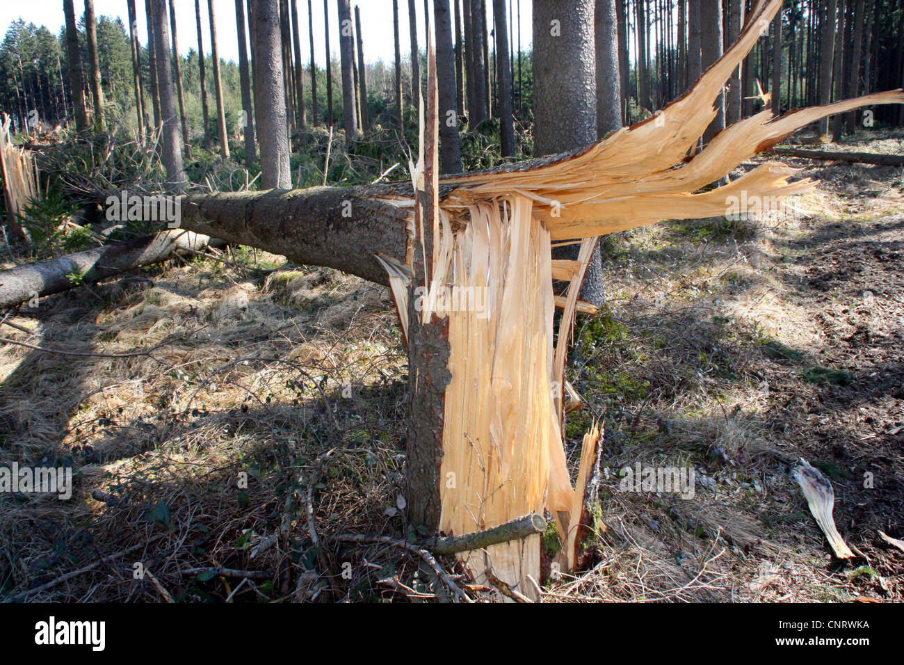 Storm damage in a wood Stock Photo - Alamy