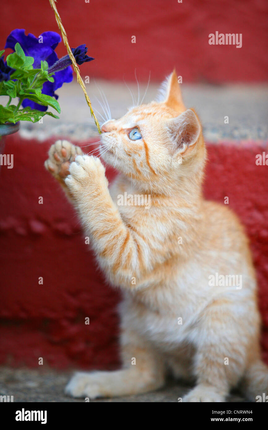 Redtabby hi-res stock photography and images - Alamy