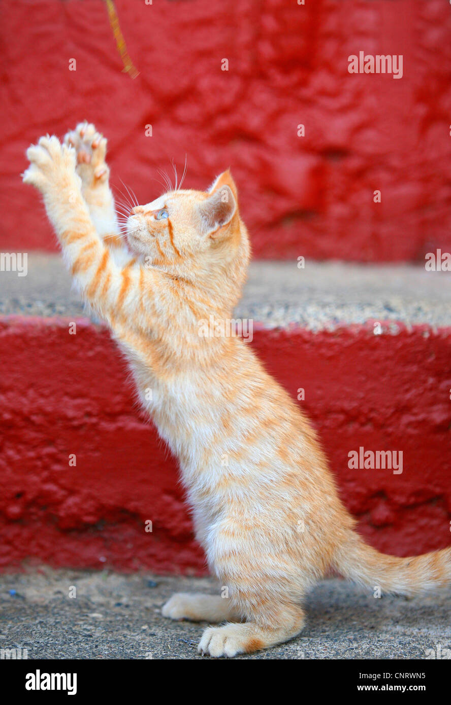 Redtabby hi-res stock photography and images - Alamy