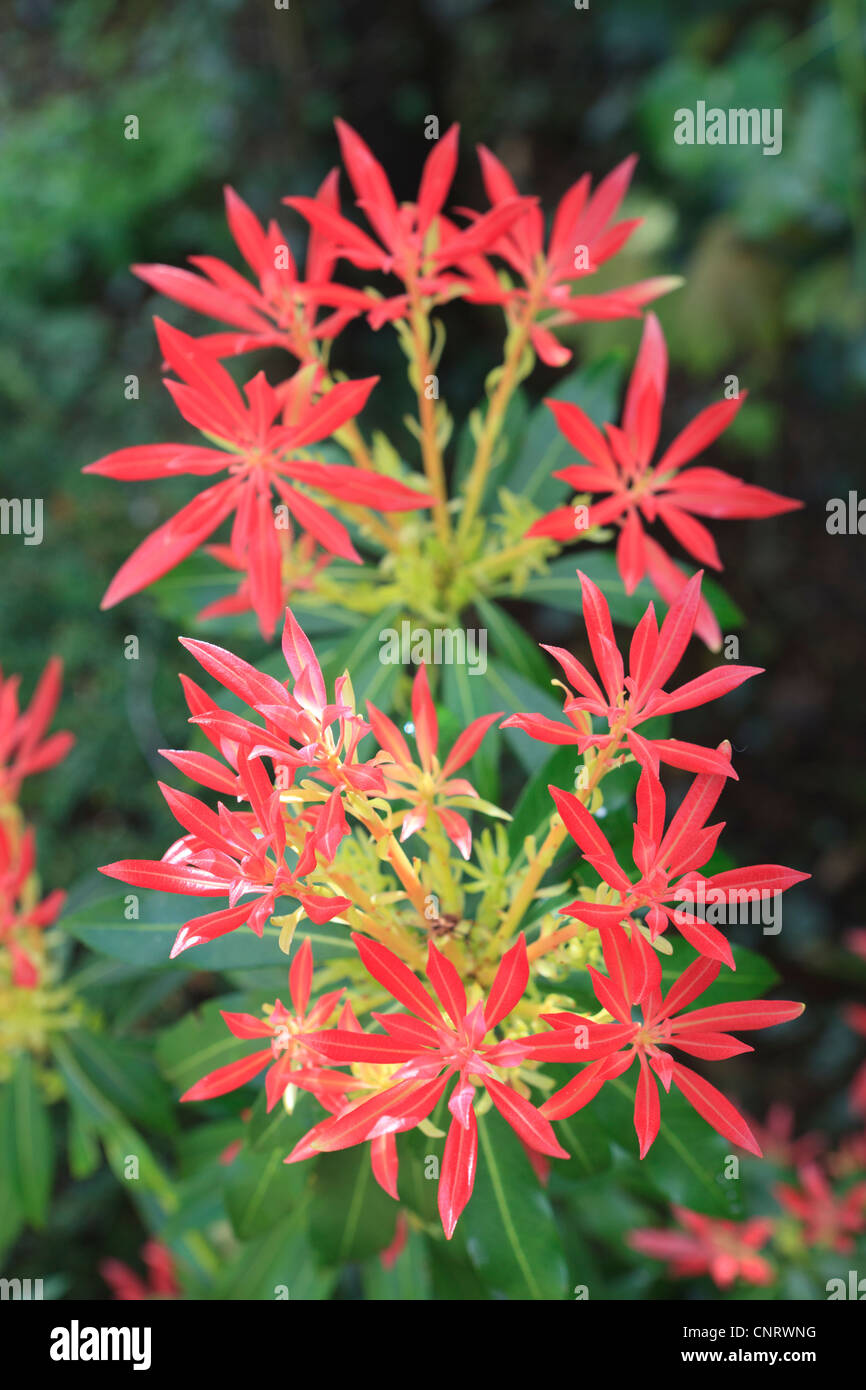 Pieris japonica ‘mountain fire’ hi-res stock photography and images - Alamy