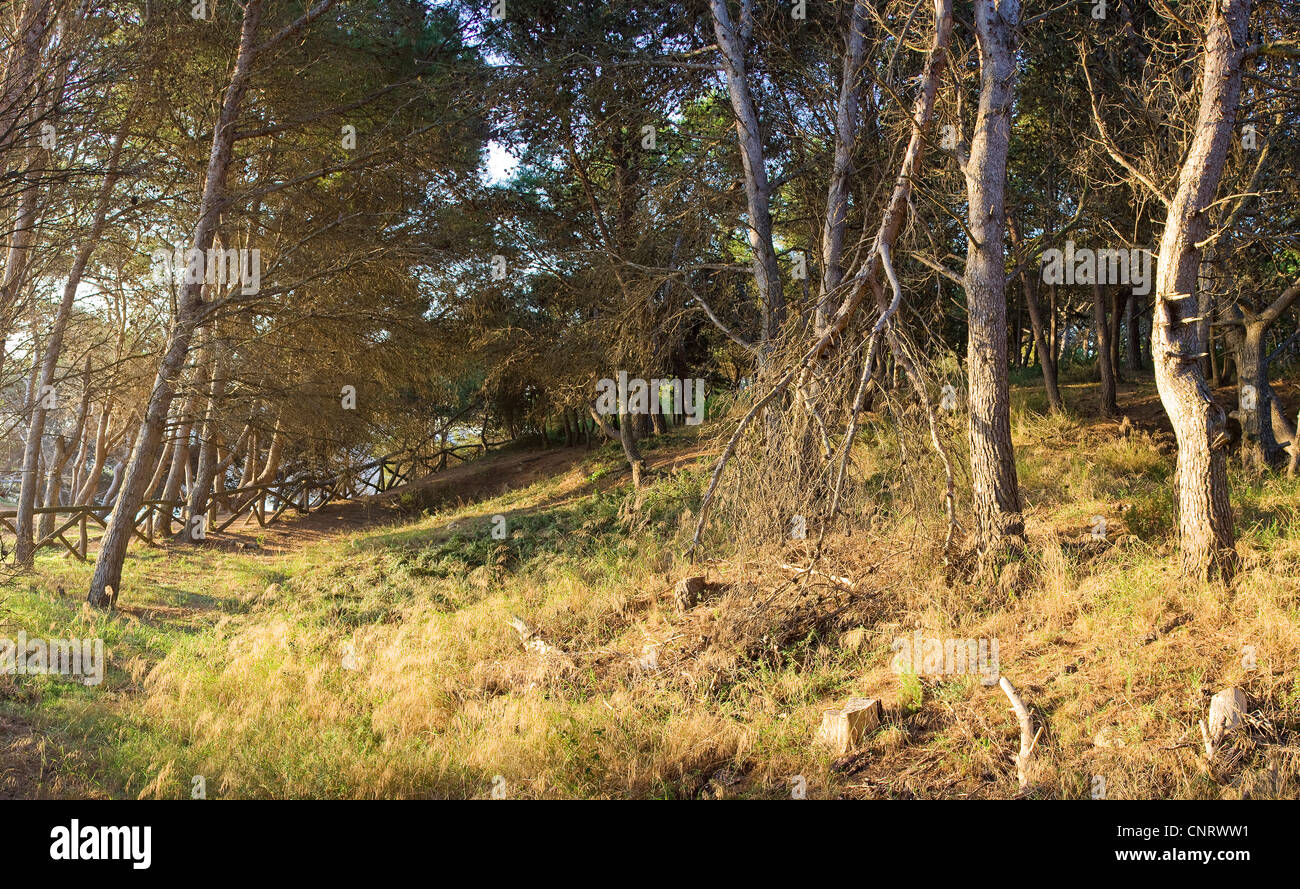 Beams of light between trees hi-res stock photography and images - Alamy