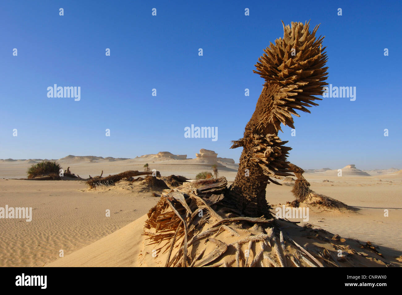 the Great Sand Sea, palm tree trunks, Egypt, Sahara Stock Photo - Alamy