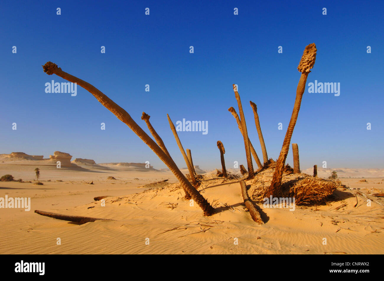 the Great Sand Sea, palm tree trunks, Egypt, Sahara Stock Photo - Alamy