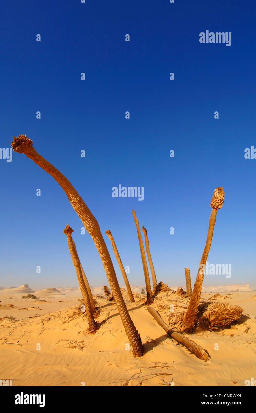 the Great Sand Sea, palm tree trunks, Egypt, Sahara Stock Photo - Alamy