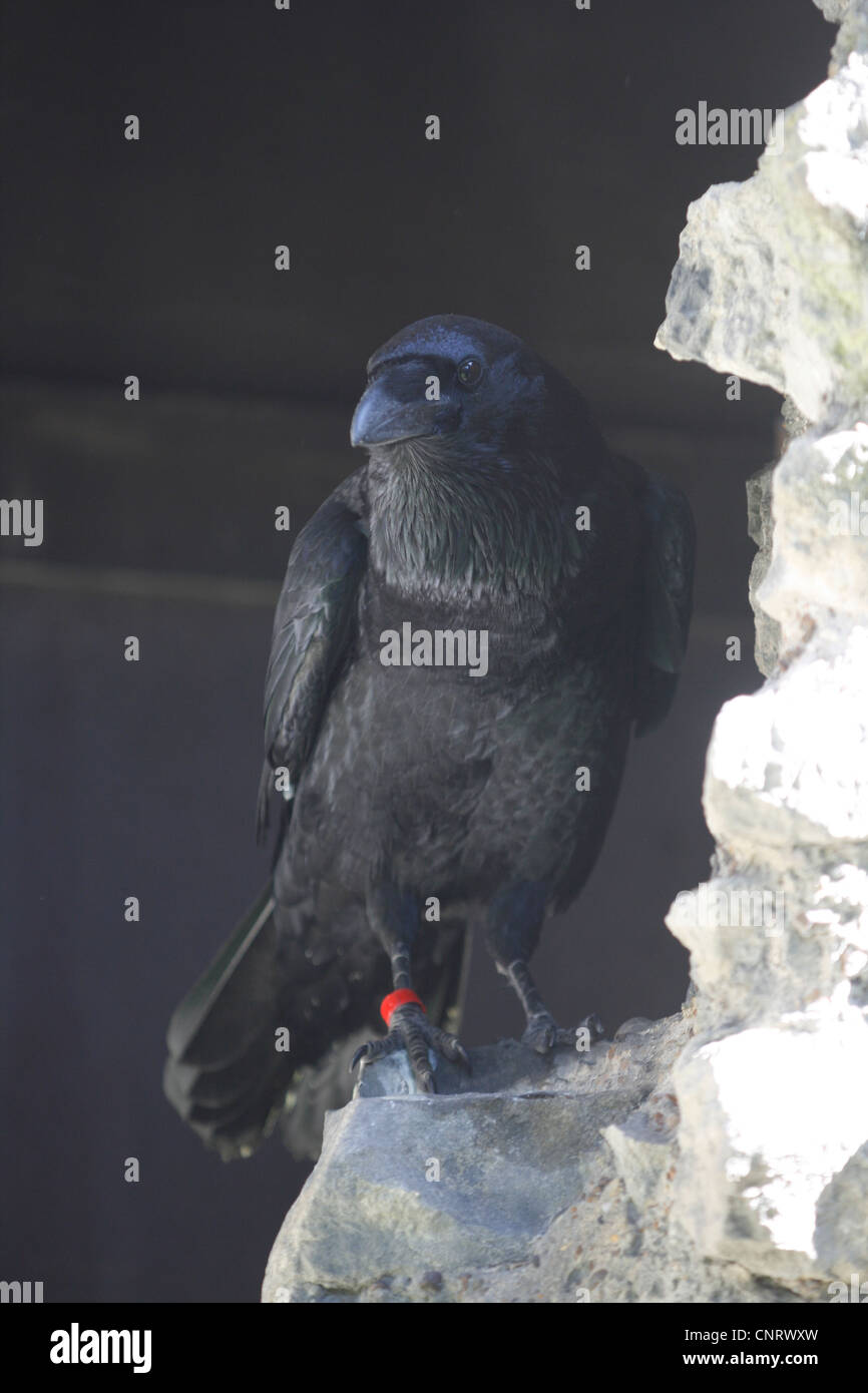 Tower of London - One of the Ravens at the Tower of London Corvus corax ...