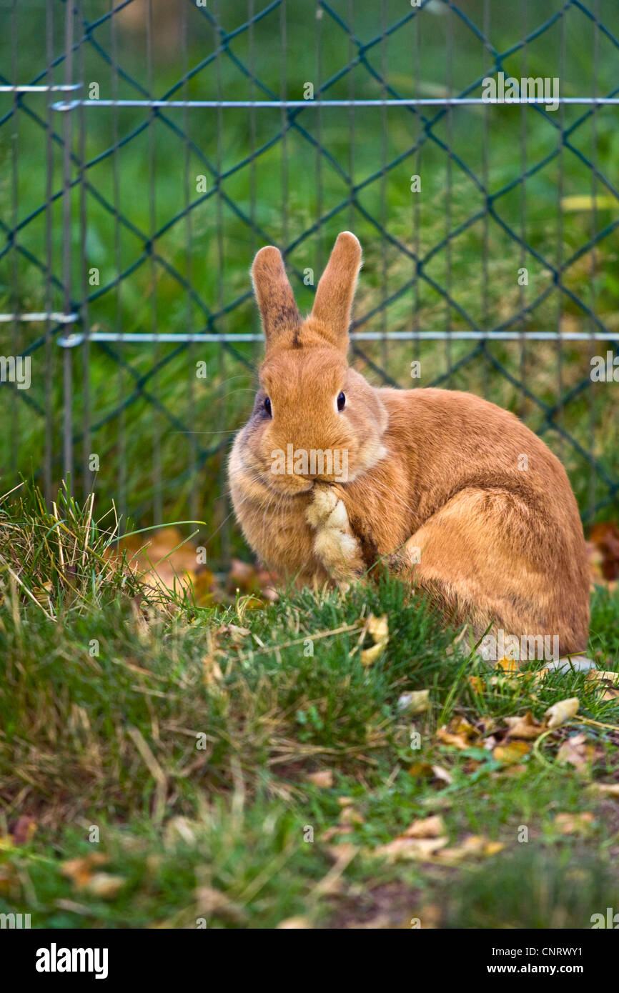 dwarf rabbit (Oryctolagus cuniculus f. domestica), red dwarf rabbit ...