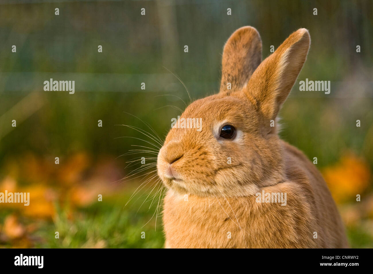 dwarf rabbit (Oryctolagus cuniculus f. domestica), red dwarf rabbit ...