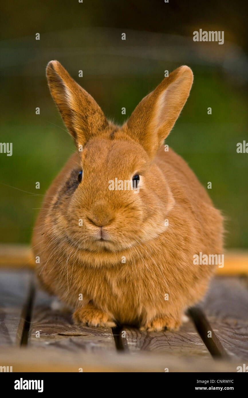 dwarf rabbit (Oryctolagus cuniculus f. domestica), red dwarf rabbit ...