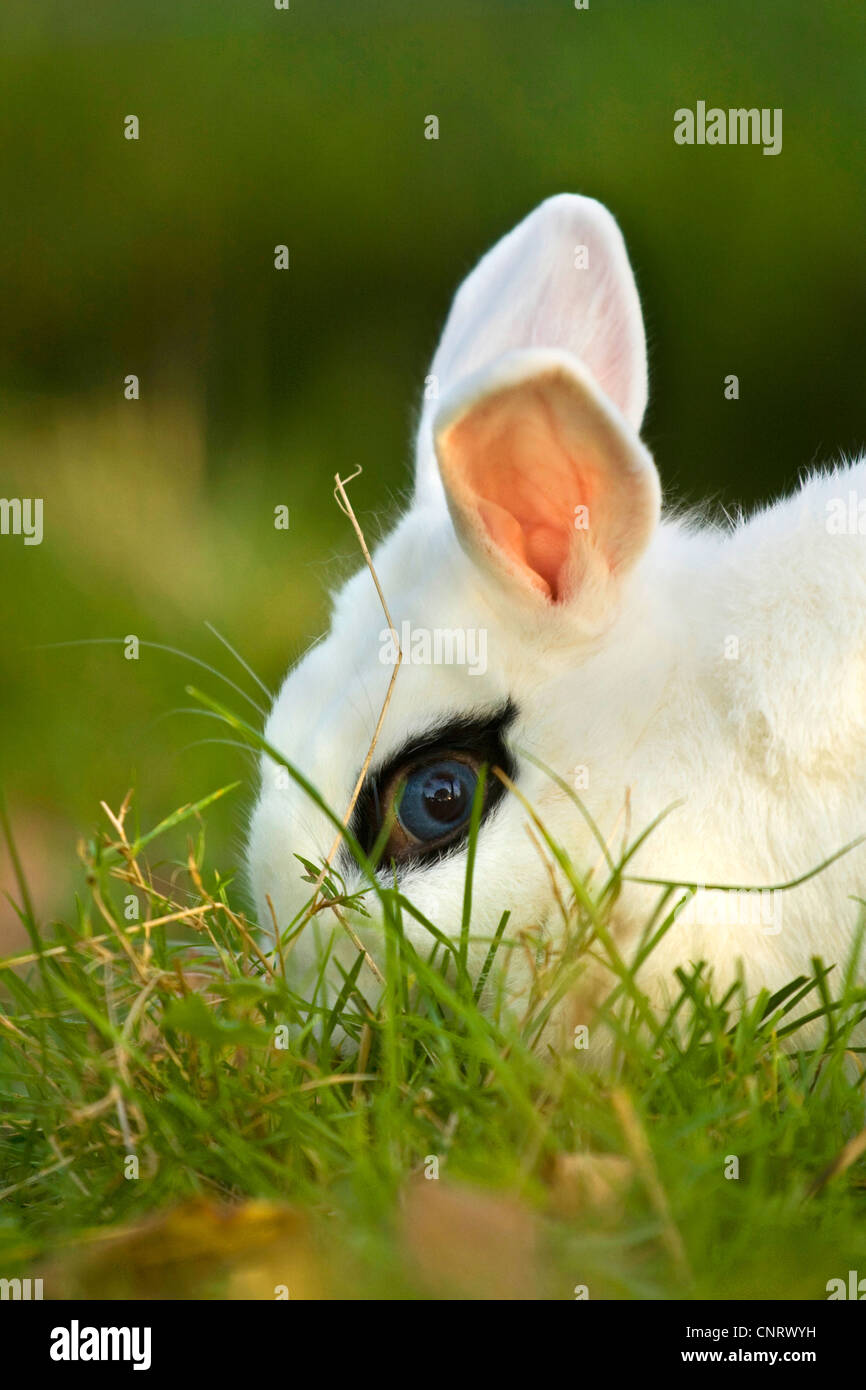 dwarf rabbit (Oryctolagus cuniculus f. domestica), white dwarf rabbit ...