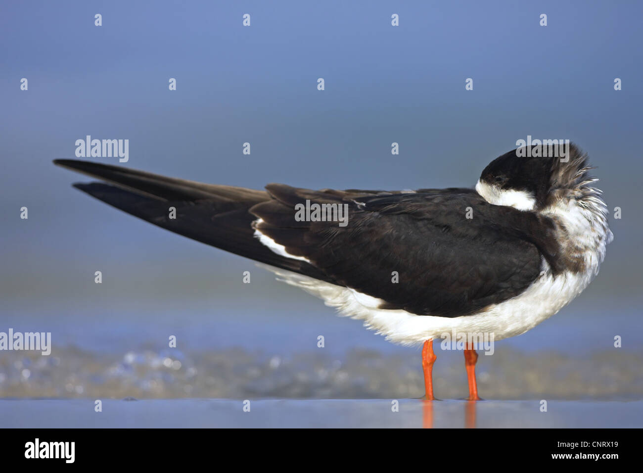 Resting its head hi-res stock photography and images - Alamy