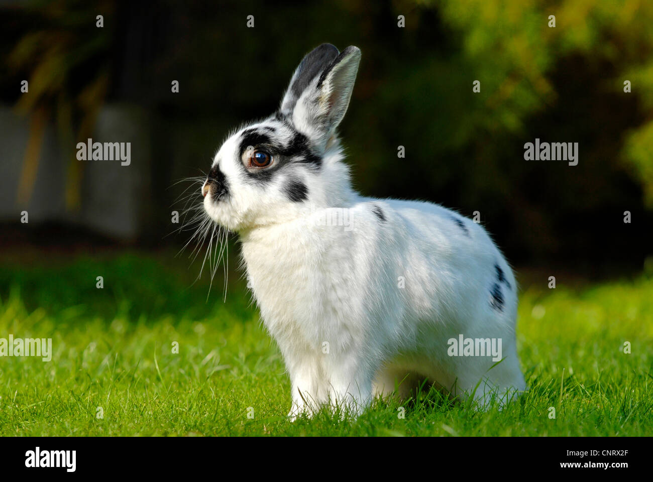 dwarf rabbit (Oryctolagus cuniculus f. domestica), pup, dappled rabbit ...
