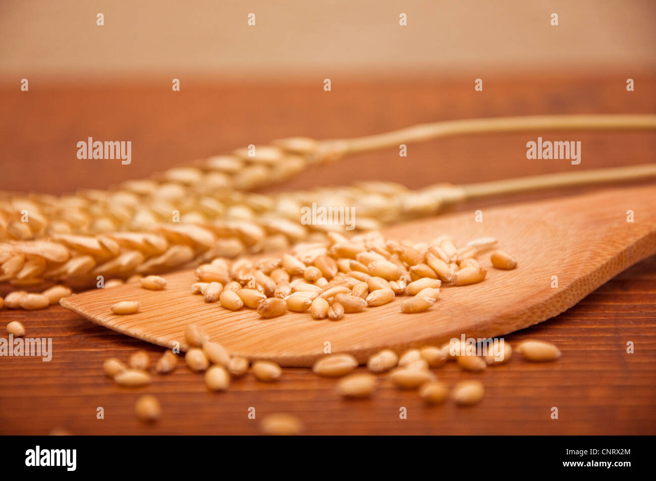 Plenty of wheat grains on an old wooden kitchen table Stock Photo - Alamy