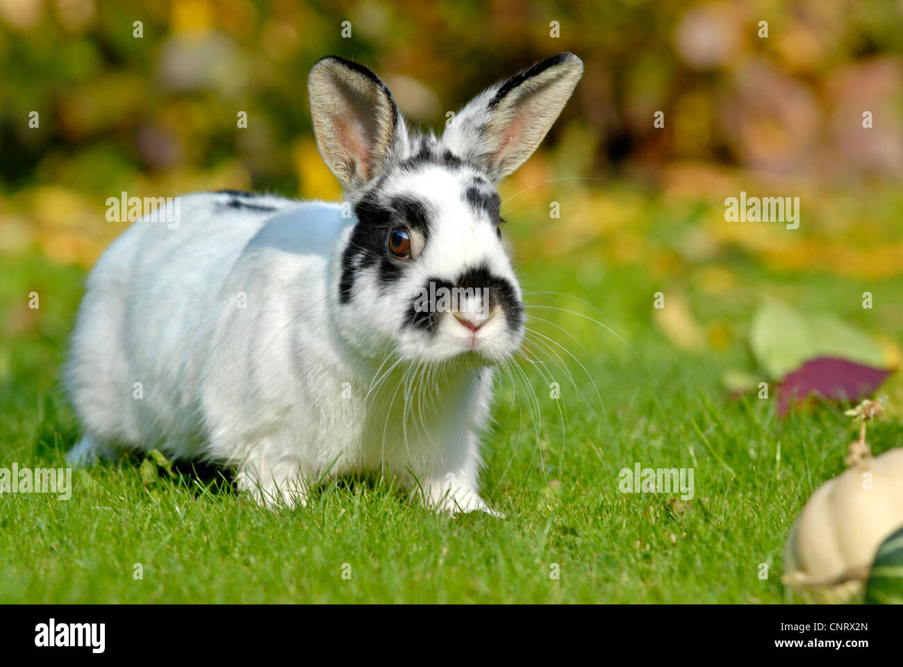 Oryctolagus cuniculus sommer hi-res stock photography and images - Alamy