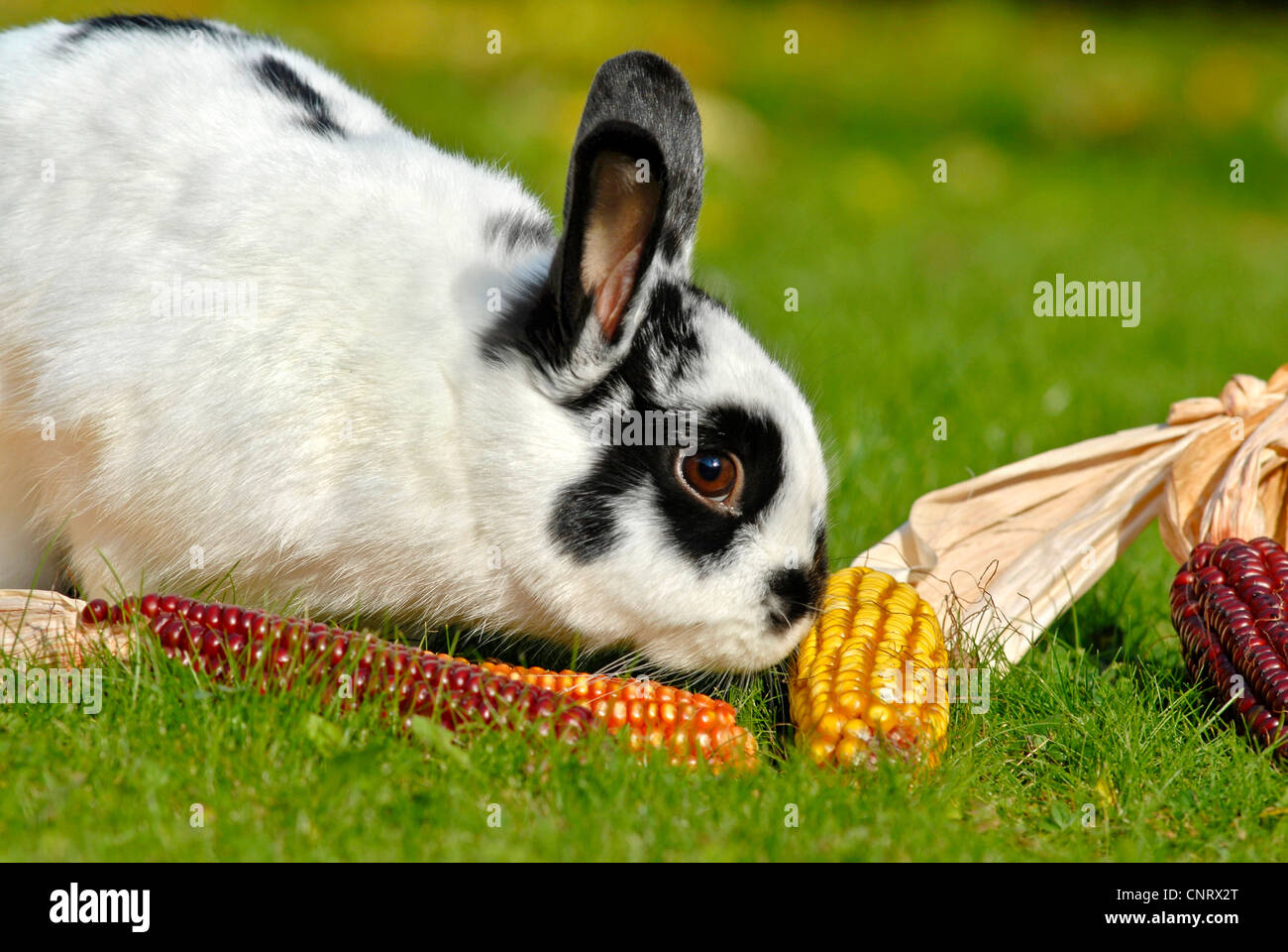 dwarf rabbit (Oryctolagus cuniculus f. domestica), pup, dappled rabbit ...