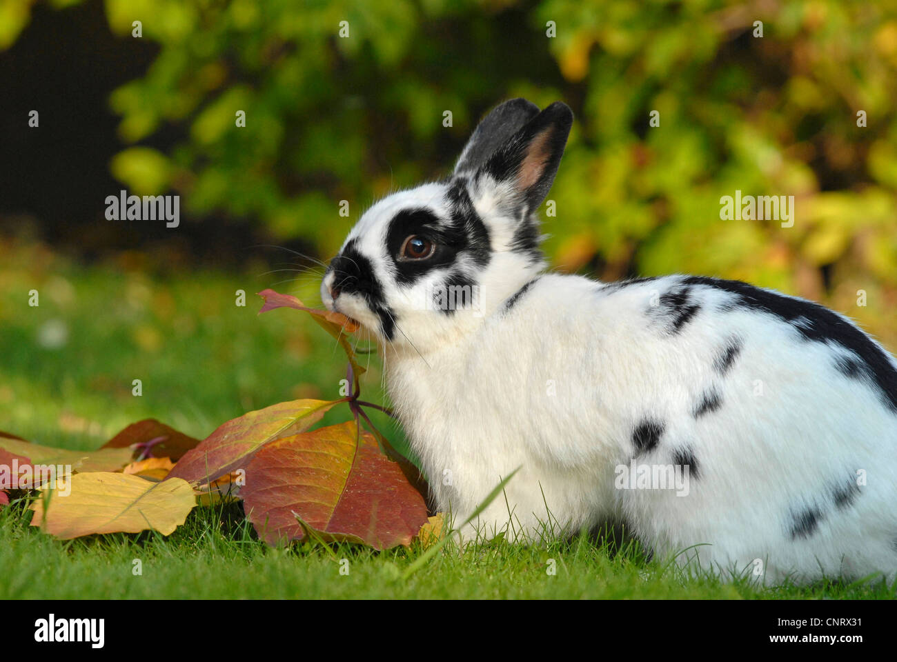 dwarf rabbit (Oryctolagus cuniculus f. domestica), pup, dappled rabbit ...
