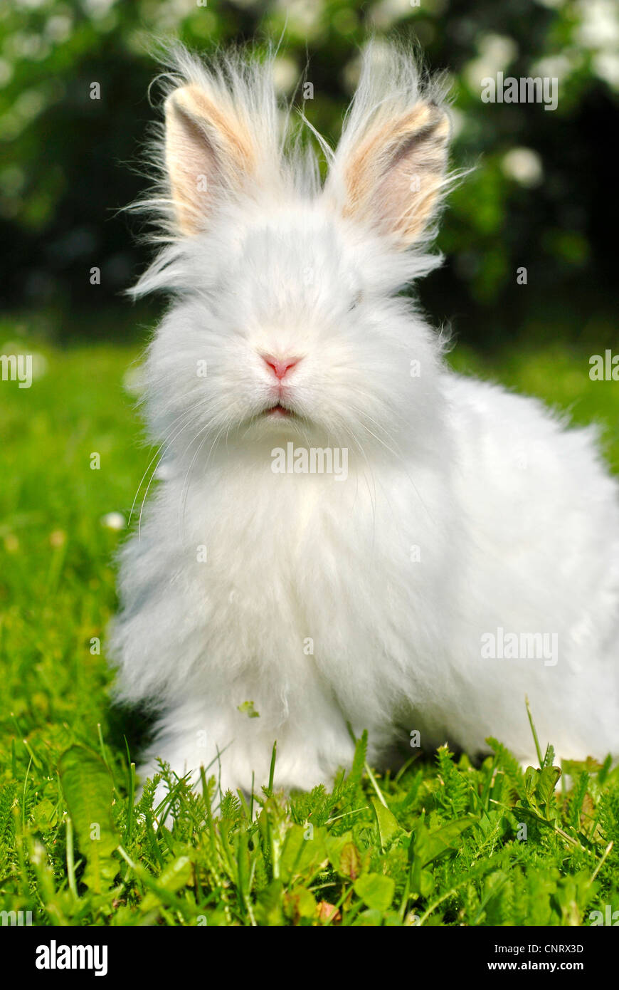 Angora rabbit (Oryctolagus cuniculus f. domestica), white individual ...