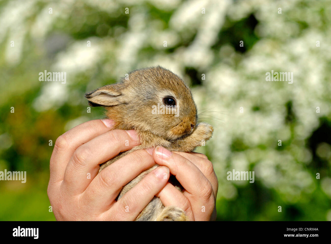 dwarf rabbit (Oryctolagus cuniculus f. domestica), two hands holding a ...