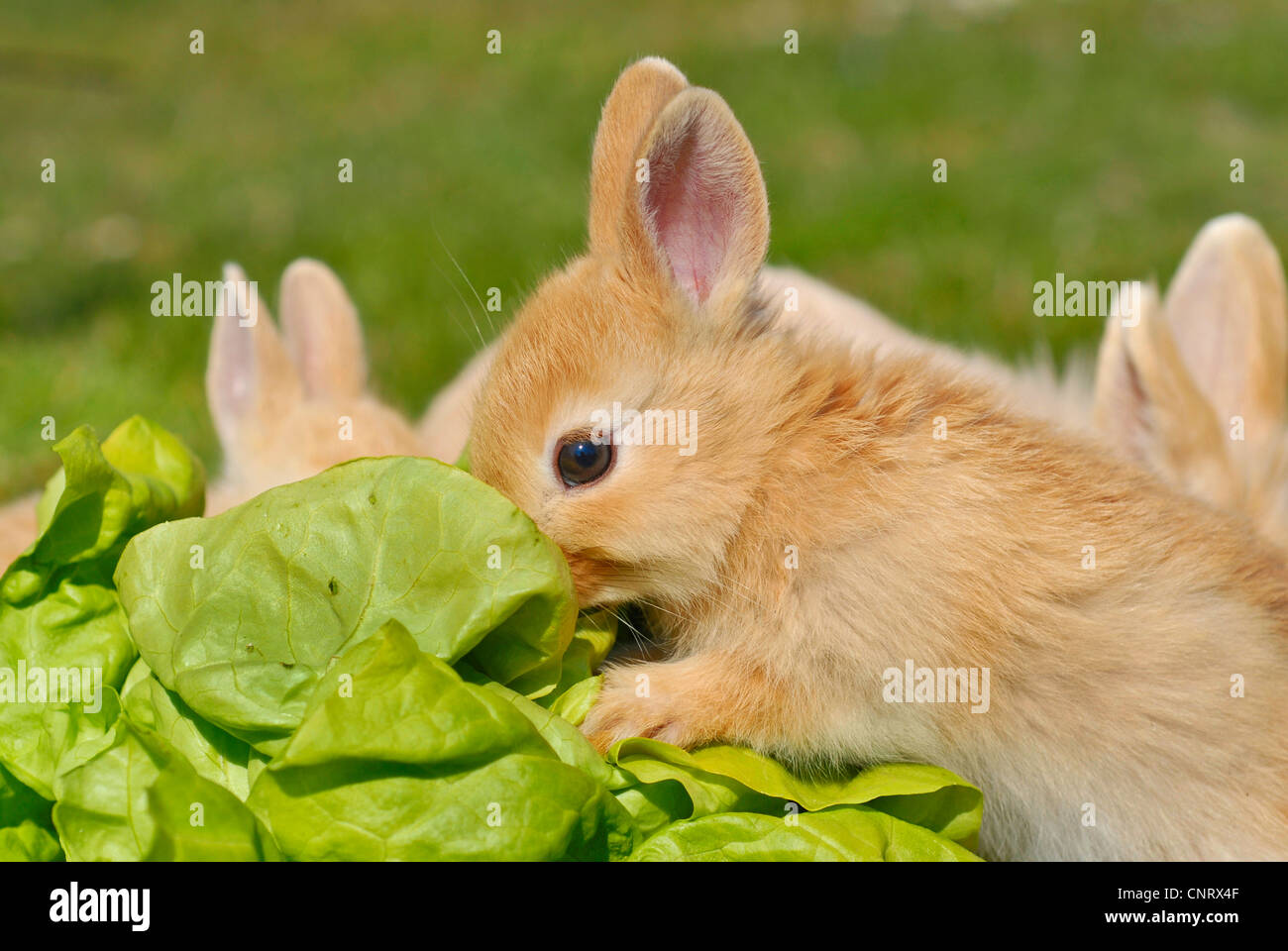 Rabbit feed hi-res stock photography and images - Alamy