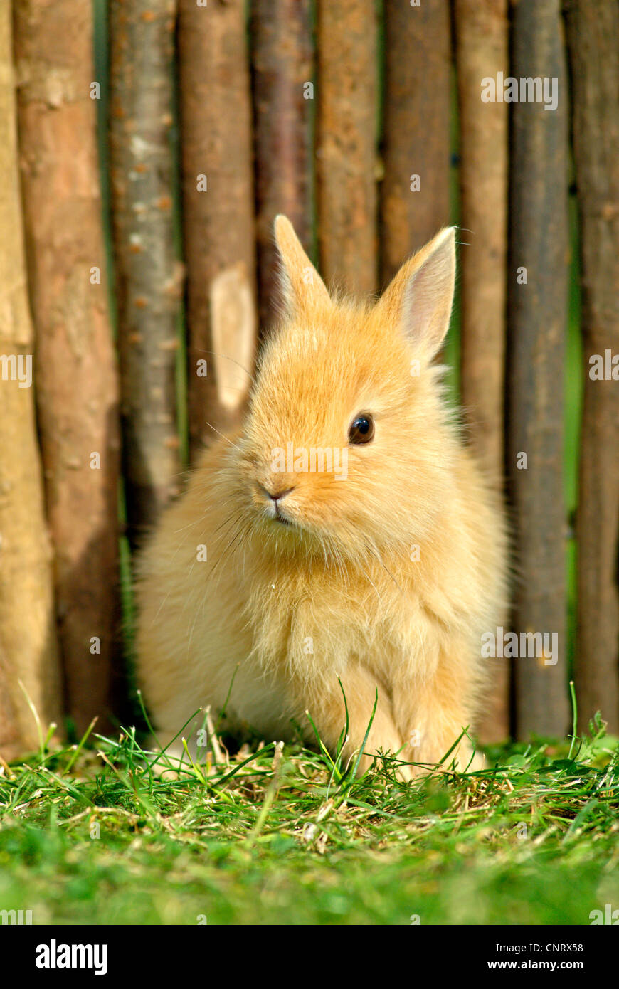 Leveret close up hi-res stock photography and images - Alamy