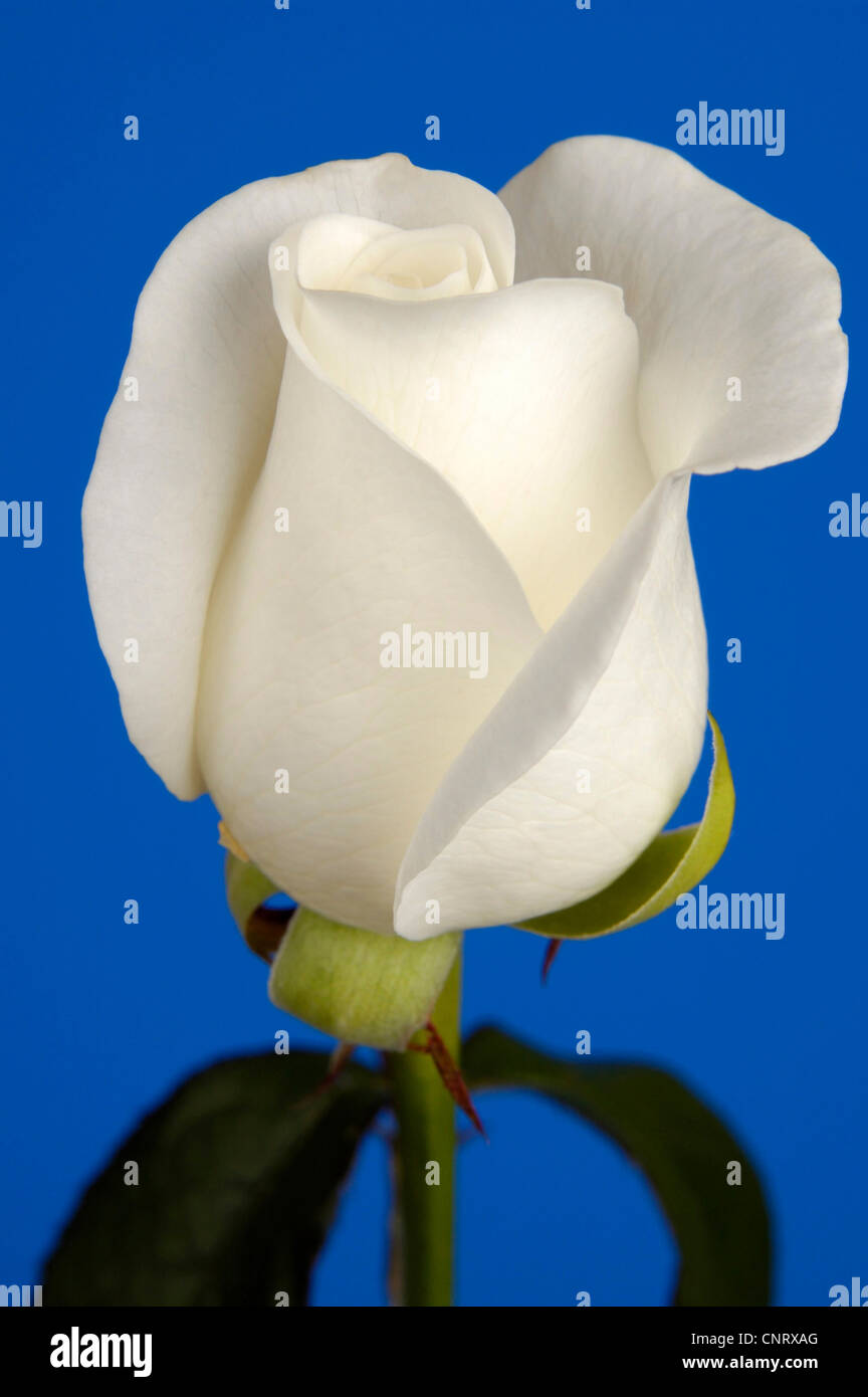 Rose rosa hybrida hi-res stock photography and images - Alamy