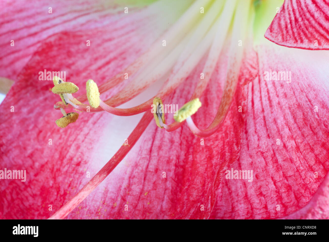 Flower growth phases hi-res stock photography and images - Alamy