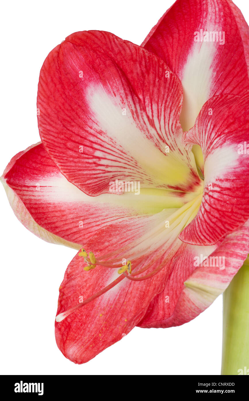 Red crinum lily flower hi-res stock photography and images - Alamy