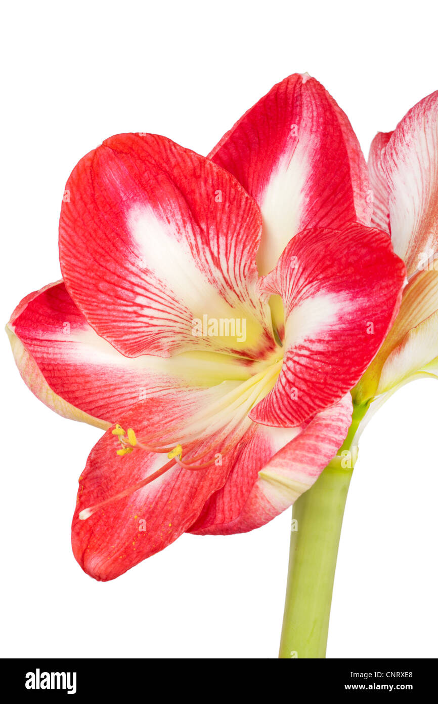 Close up of an amaryllis flower on a white background Stock Photo - Alamy