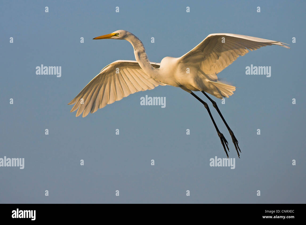 great egret, Great White Egret (Egretta alba, Casmerodius albus, Ardea ...