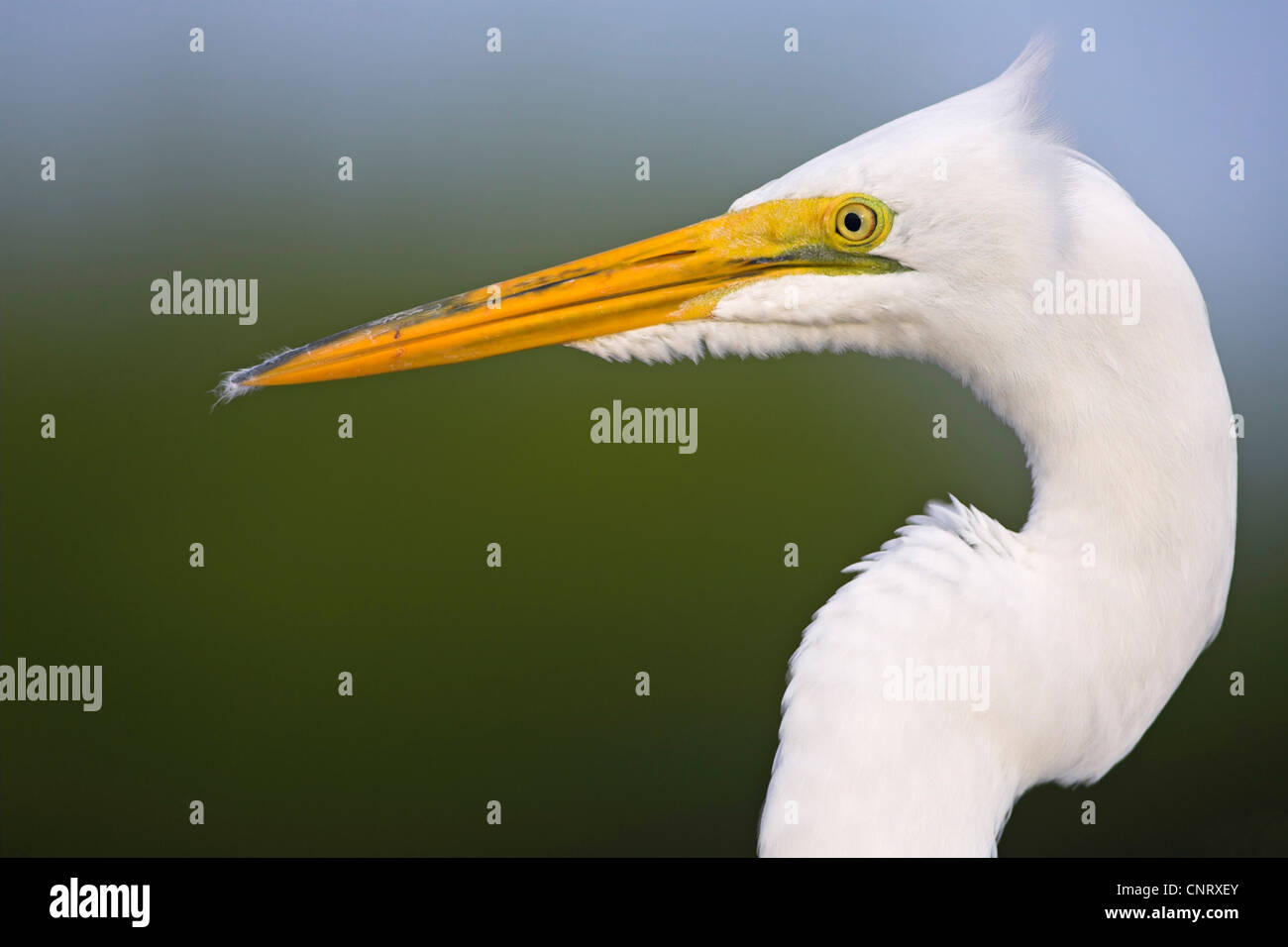great egret, Great White Egret (Egretta alba, Casmerodius albus, Ardea ...