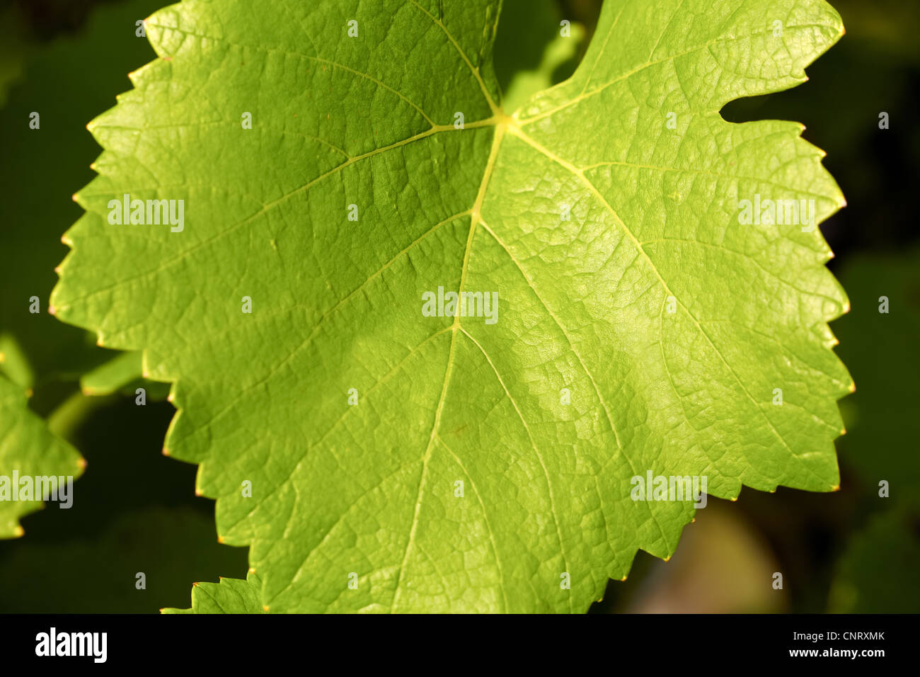 Close up of a green vine-leaf Stock Photo - Alamy