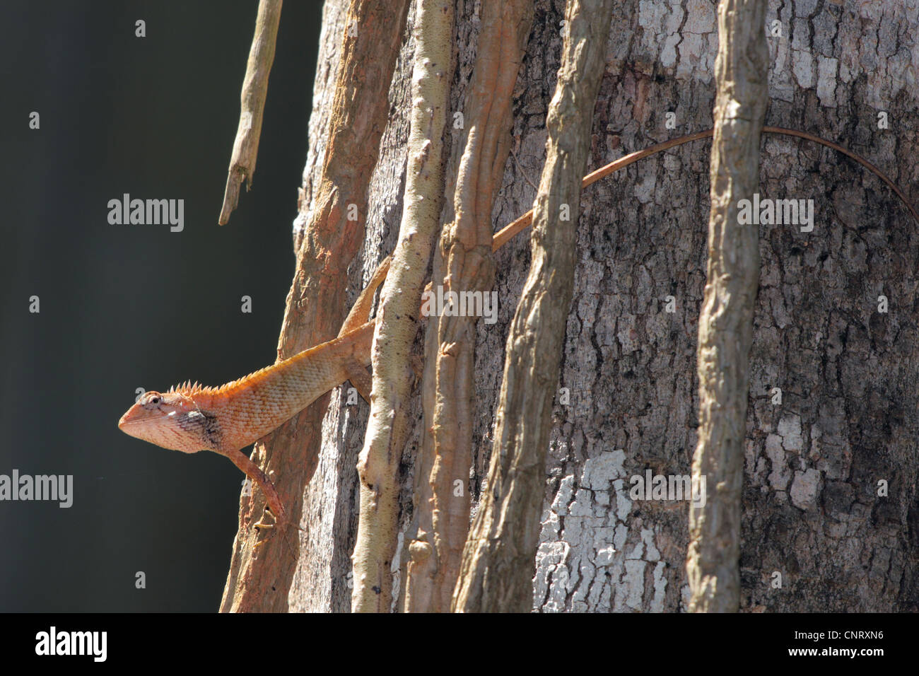 Common Blood Sucker, Indian Tree Lizard, Garden Lizard (Calotes ...