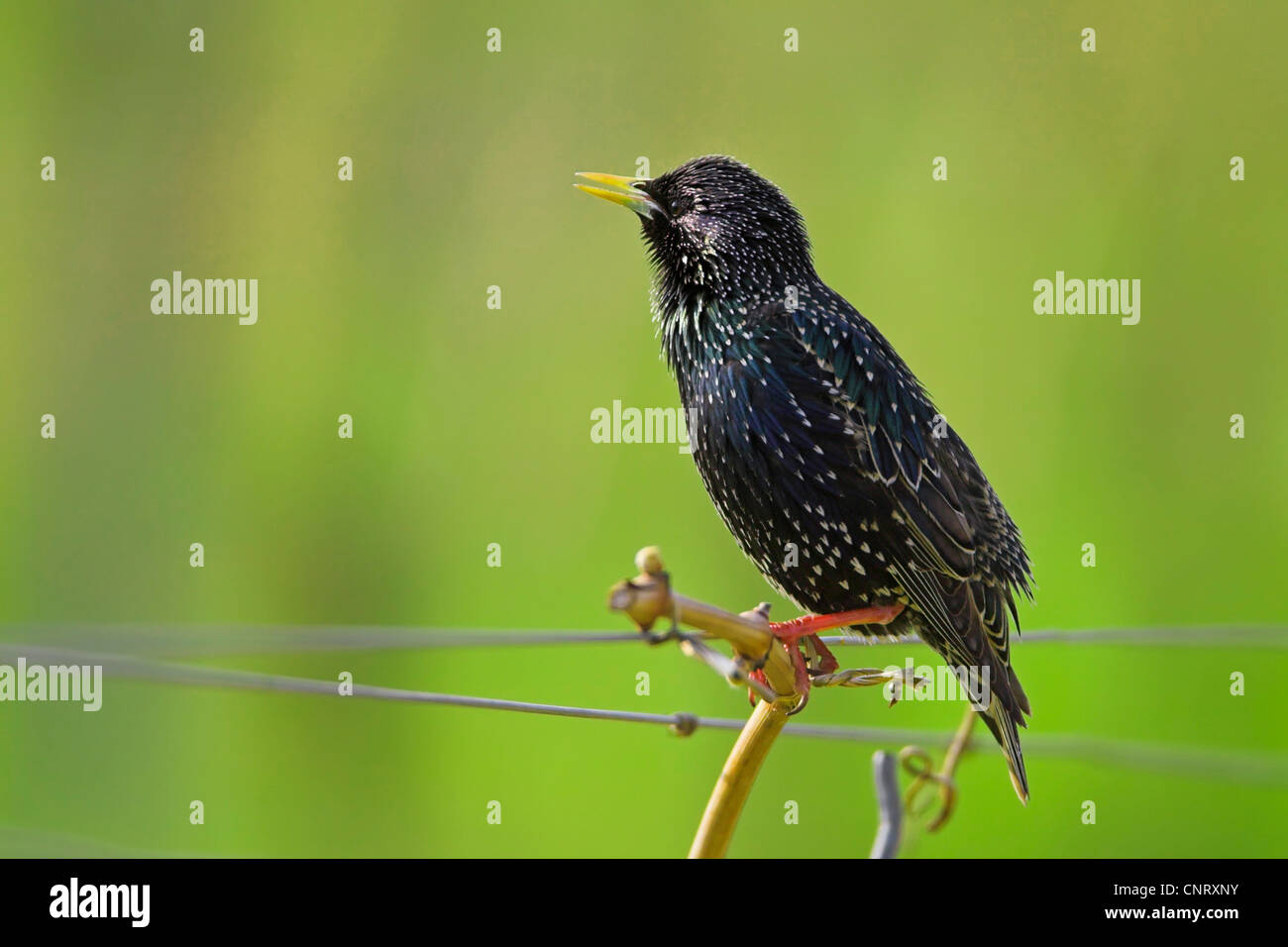 Common starling singing hi-res stock photography and images - Alamy