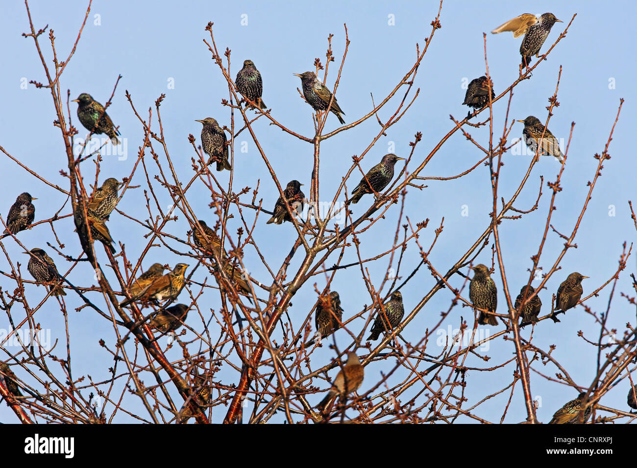 Flock starlings on tree hi-res stock photography and images - Alamy