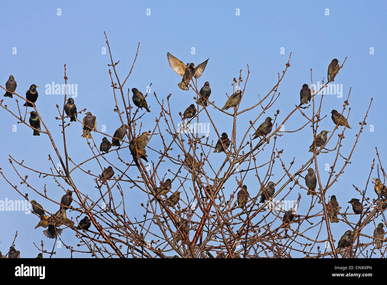 Birds migration flock tree hi-res stock photography and images - Alamy