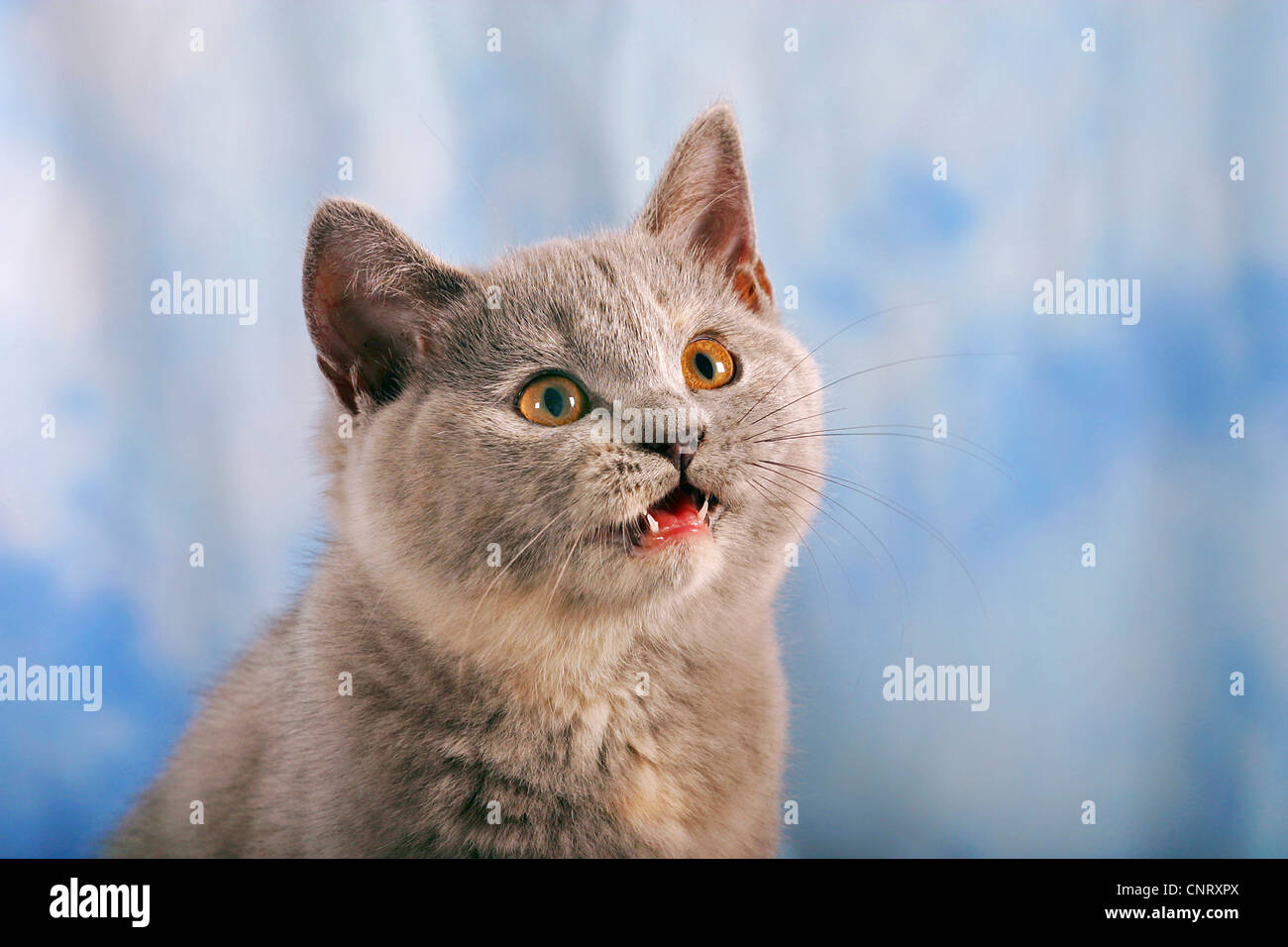 domestic cat, house cat, Chartreux (Felis silvestris f. catus), kitten ...