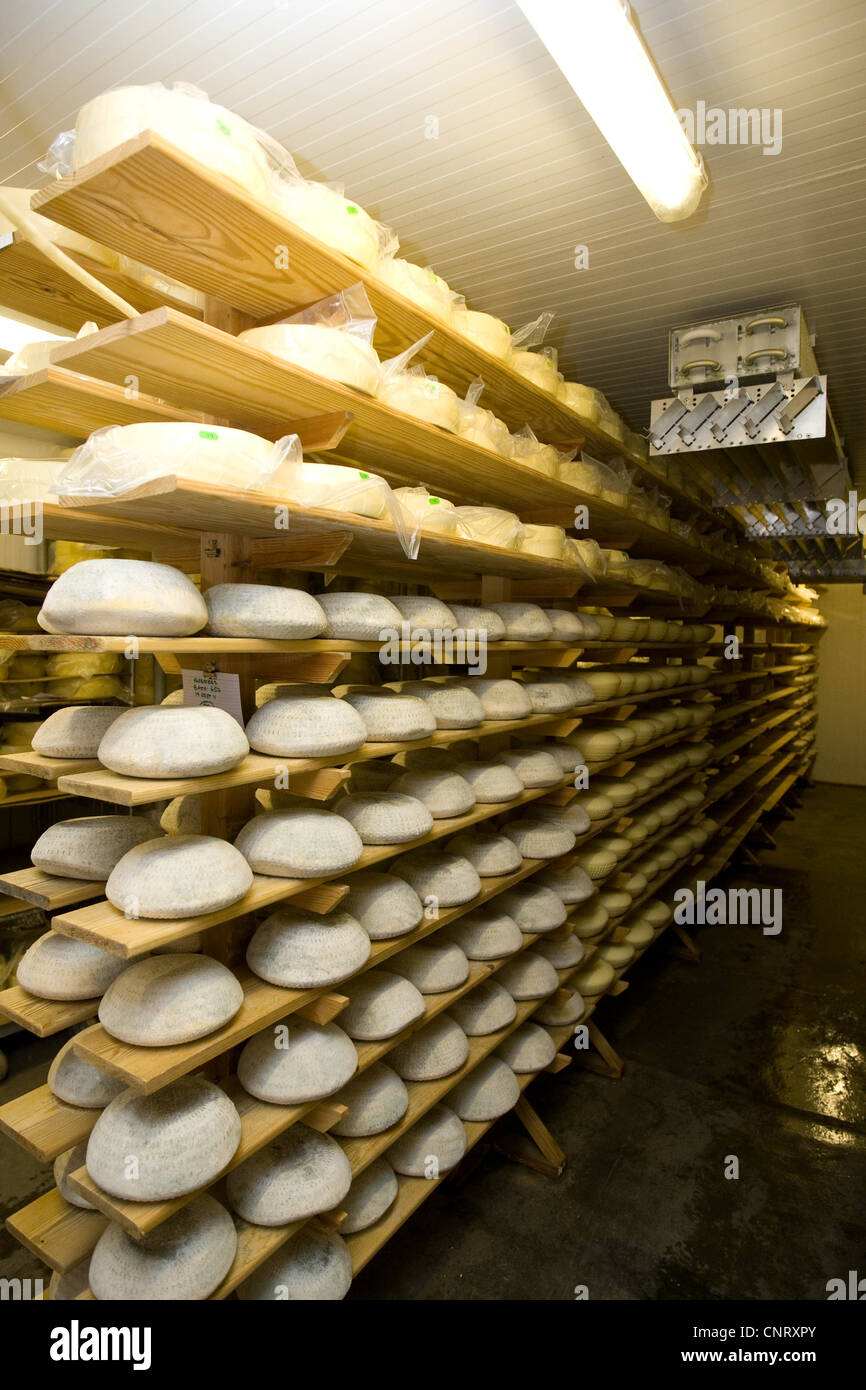 Cheese maturing in storage racks Stock Photo - Alamy