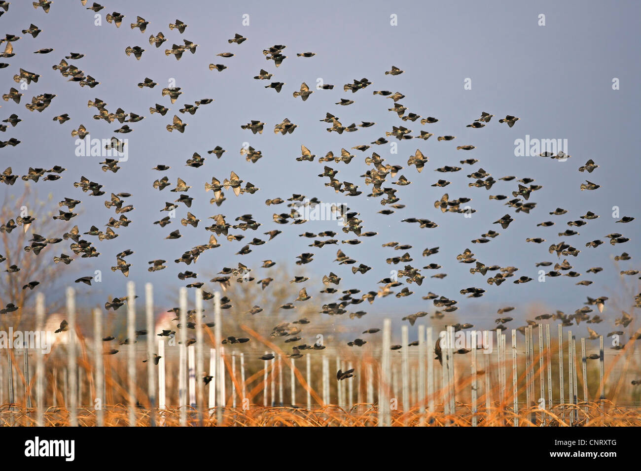 common starling (Sturnus vulgaris), flying flock over vineyard, Germany ...