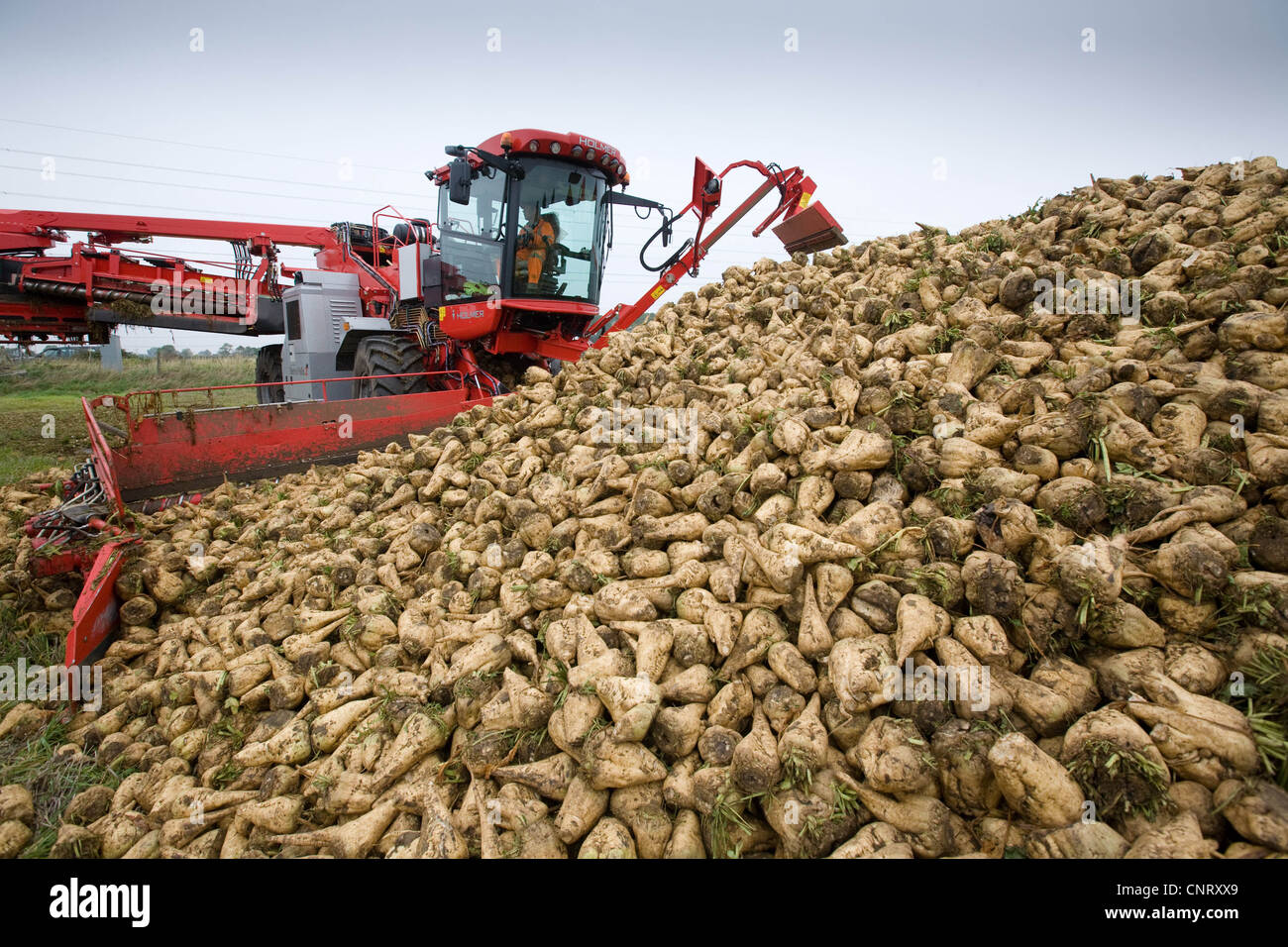 A Holmer Terra Felis 2 self propelled loader cleaner loads sugar beet ...