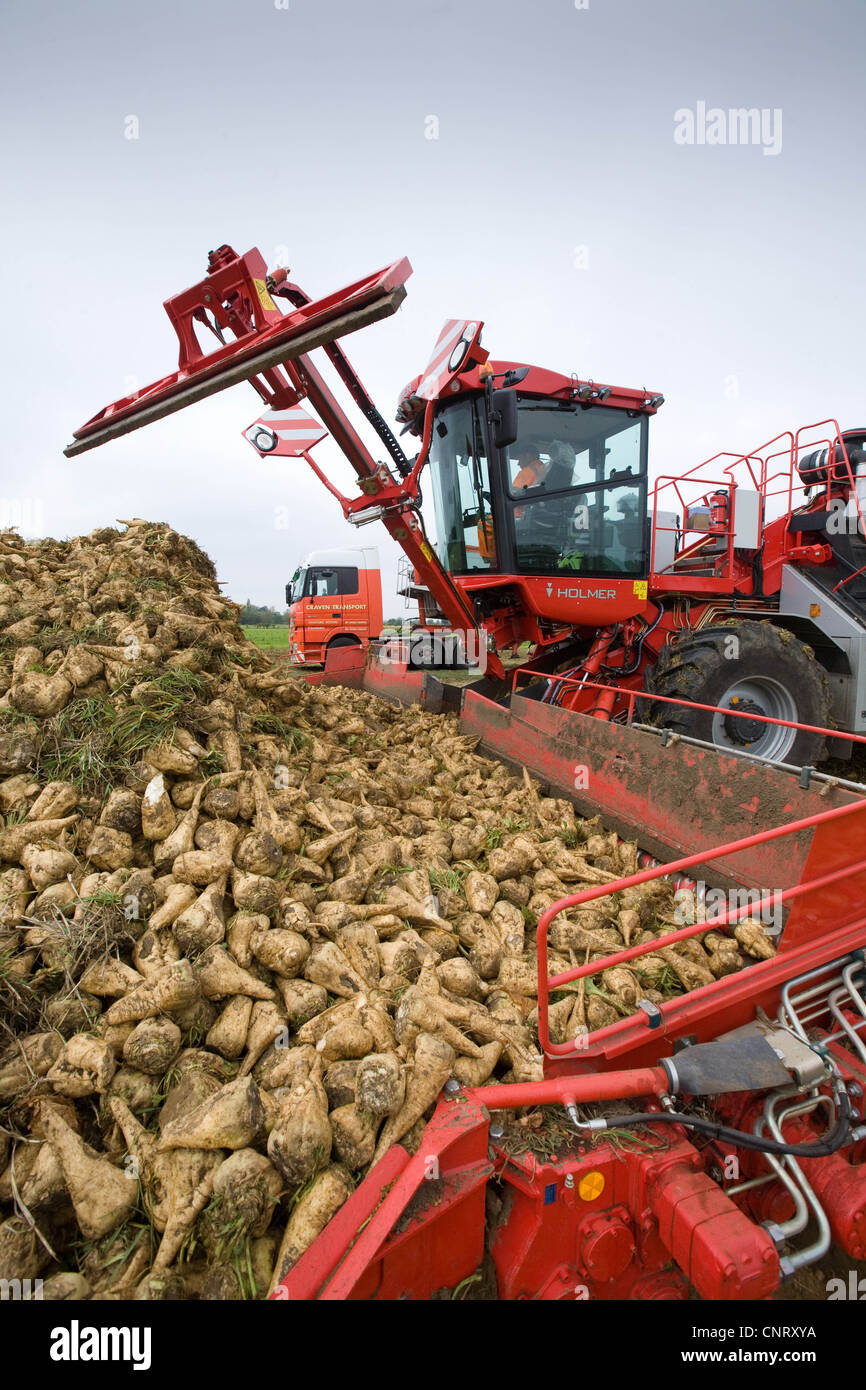 Sugar beet cleaner loader hi-res stock photography and images - Alamy