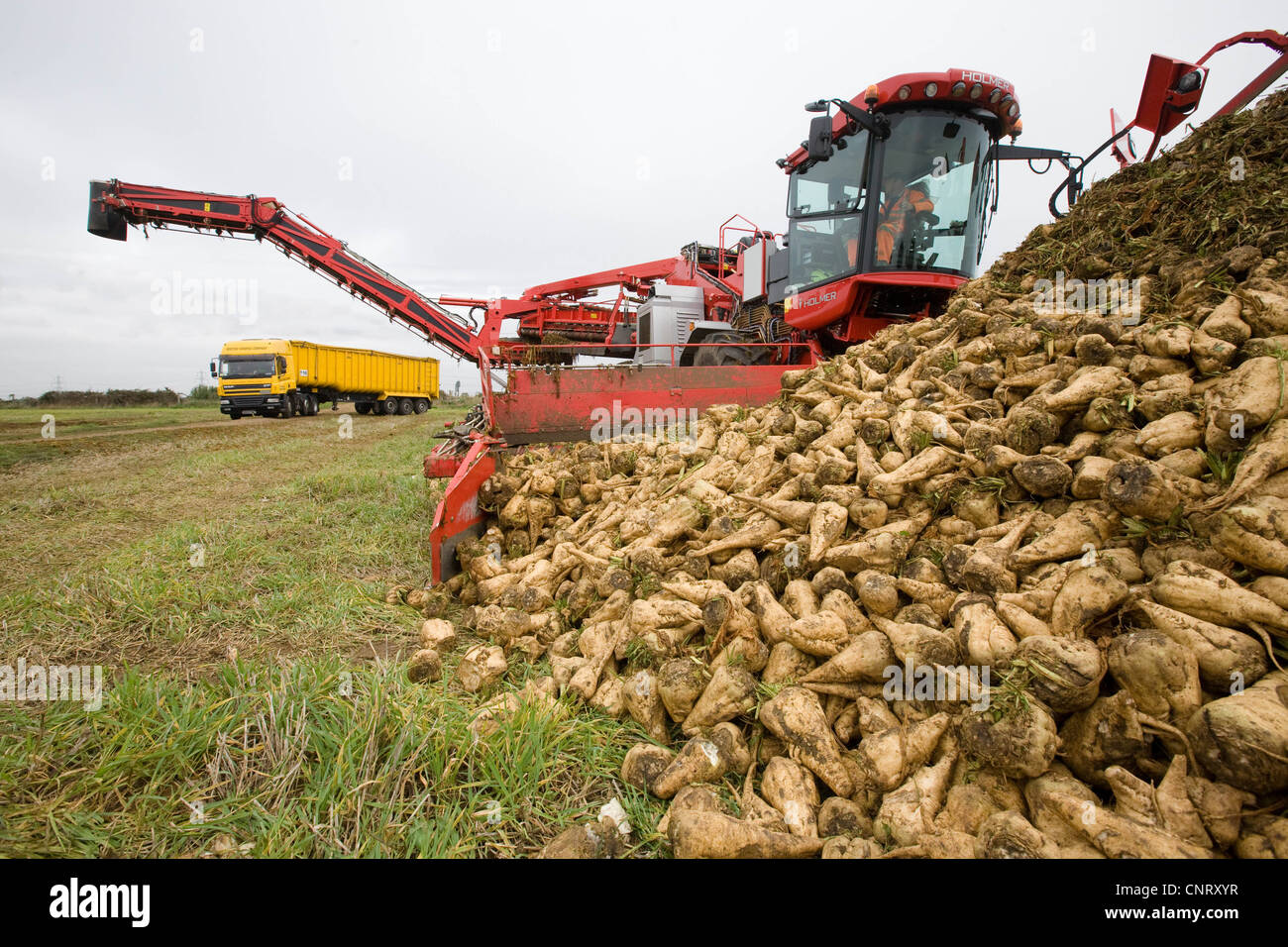 A Holmer Terra Felis 2 self propelled loader cleaner loads sugar beet ...