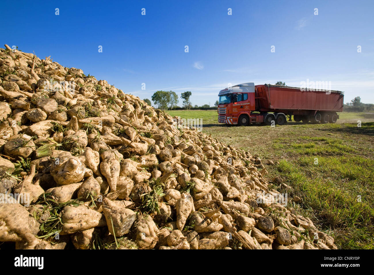 Self Propelled Sugar Beet Loader Stock Photos & Self Propelled Sugar ...