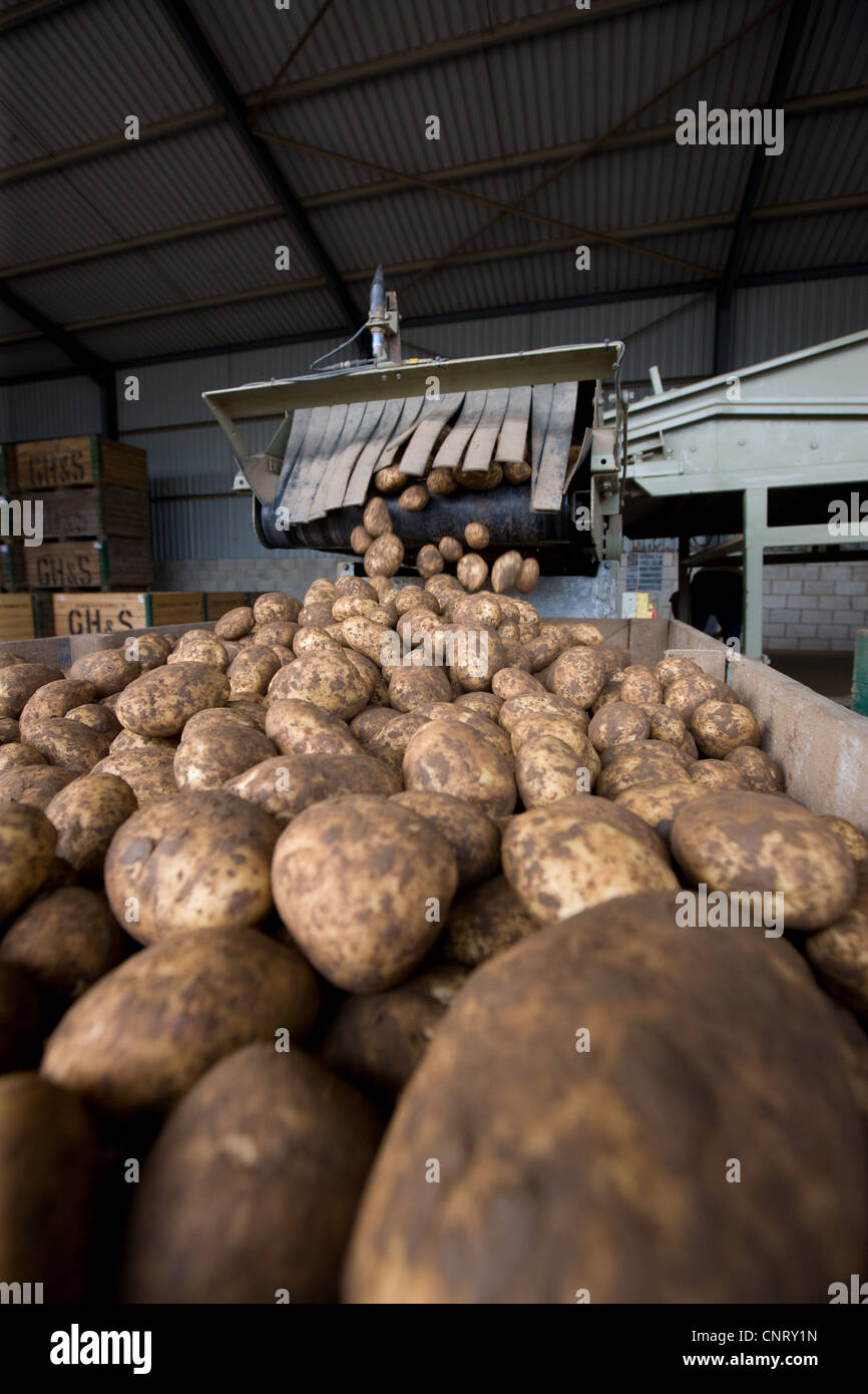 Potato grading hi-res stock photography and images - Alamy