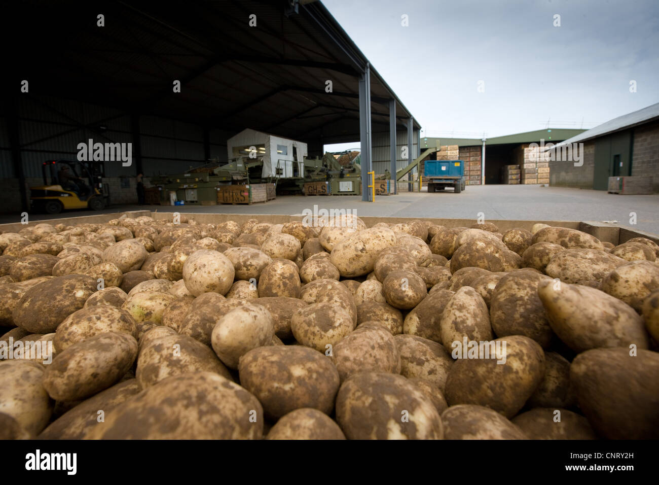 Potato grading hi-res stock photography and images - Alamy