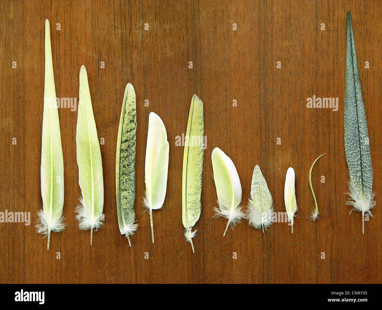 cockatiel (Nymphicus hollandicus), different feathers Stock Photo - Alamy