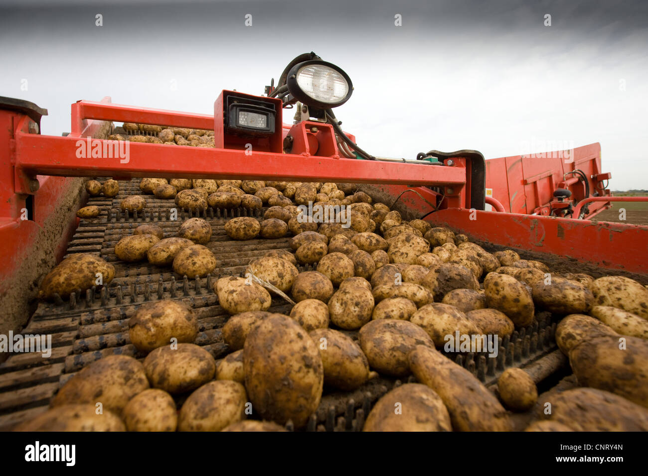 Lifting potatoes with Dewulf self-propelled harvester Stock Photo - Alamy