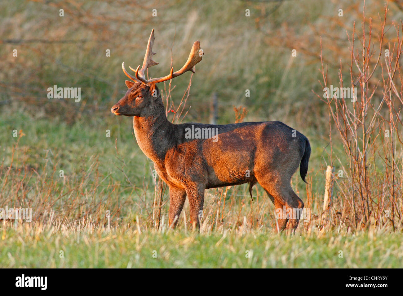 fallow deer (Dama dama, Cervus dama), stag, Sweden Stock Photo - Alamy