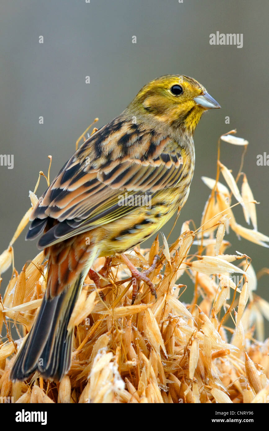 Portrait format yellowhammer hi-res stock photography and images - Alamy