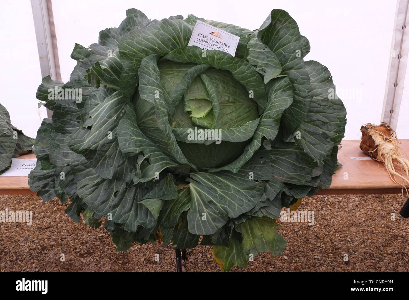Giant Cabbage at a vegetable show Stock Photo - Alamy
