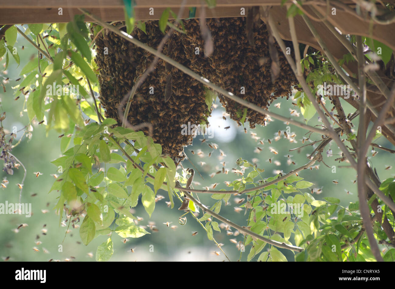 Swarm of honey bees hi-res stock photography and images - Alamy